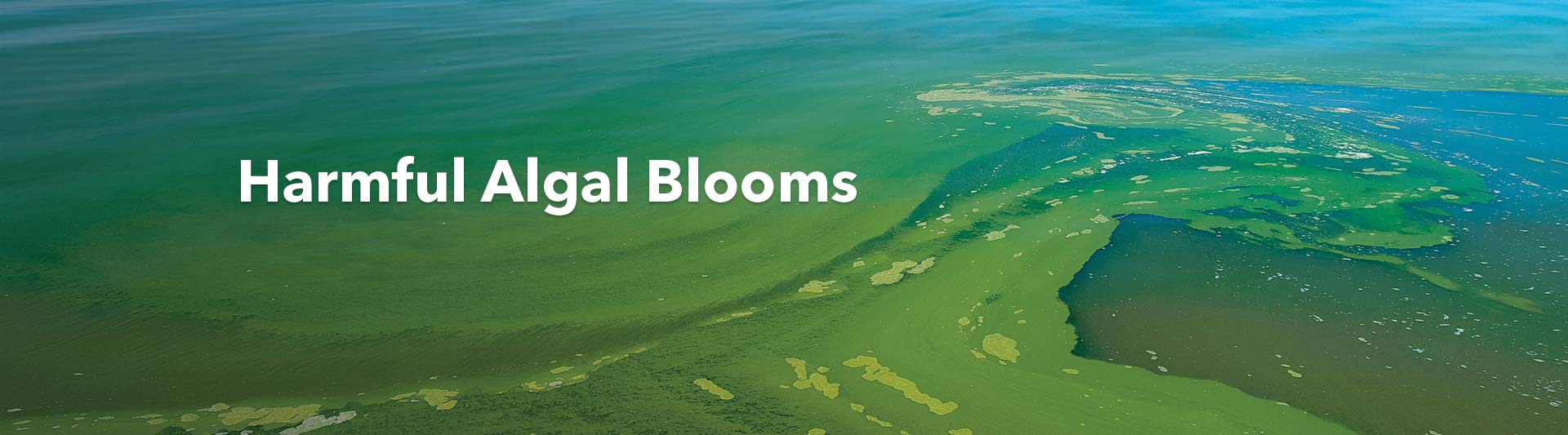 Harmful Algal Blooms | HABs