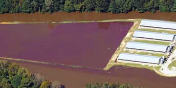 Combating Concentrated Animal Feeding Operations and Water Quality