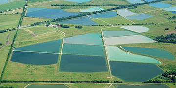 Pond Based Aquaculture | Understanding Ammonia