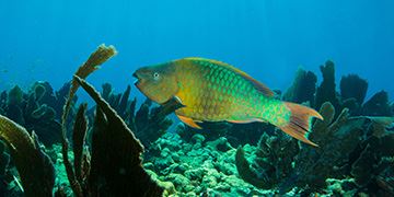 The shifting baseline | Coral reef decline in the Florida Keys